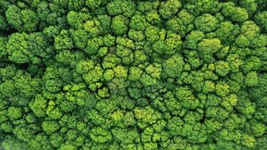 Svante and Mercer International Advance Carbon Capture Project at ...